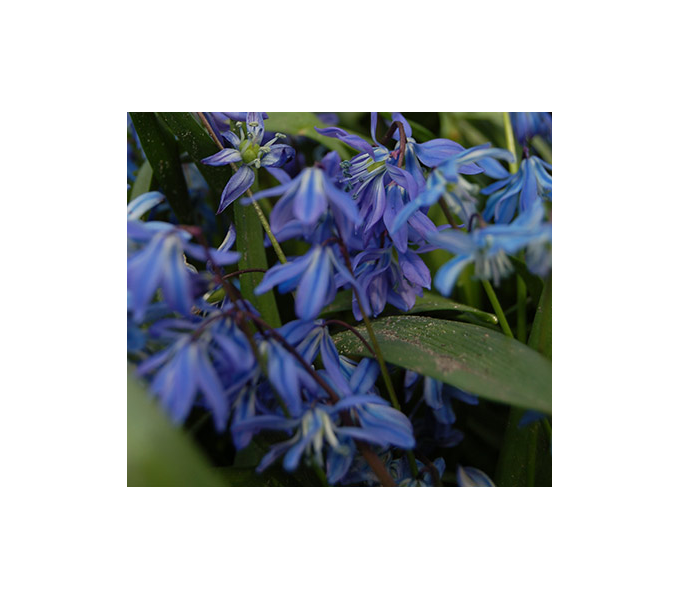 Rhapsody in Blue Bulb Mix | White Flower Farm