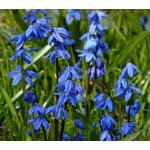 Hydrangea anomala petiolaris | White Flower Farm