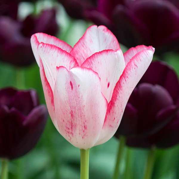 Tulip 'Beauty Trend' | White Flower Farm