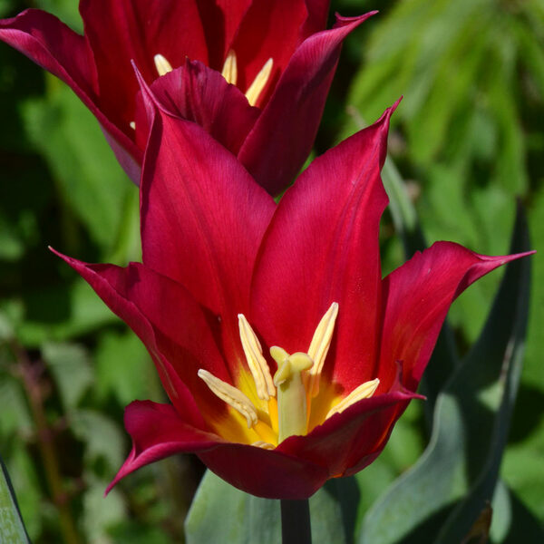Tulip 'Queen Rania' | White Flower Farm