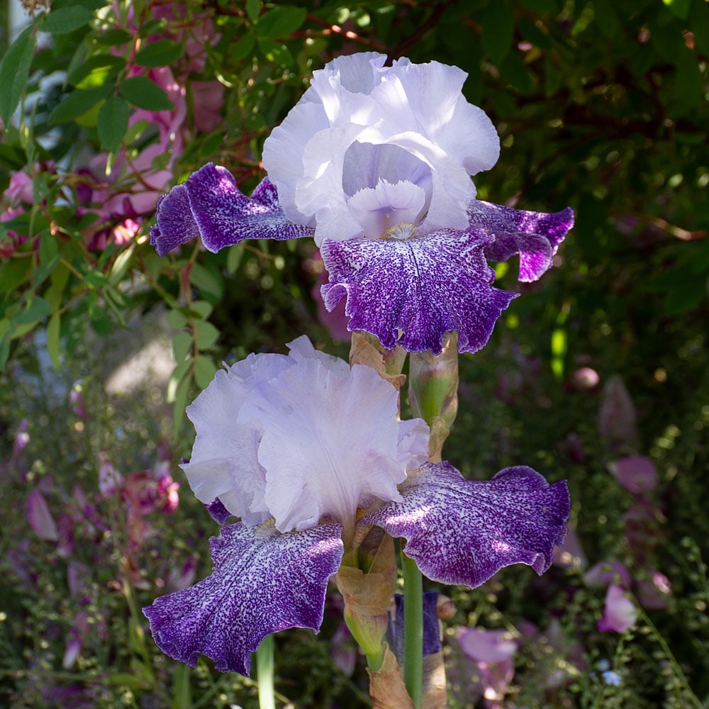 Iris germanica 'Splashacata' | White Flower Farm