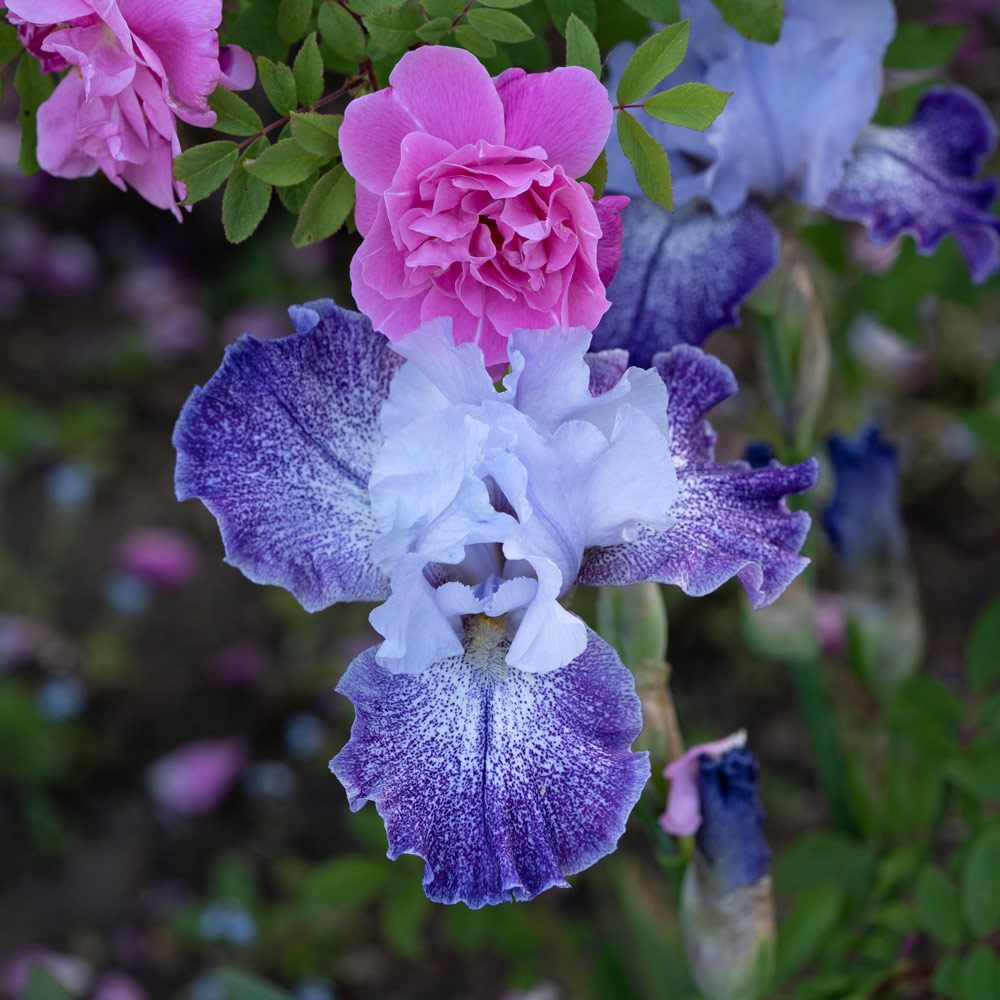 Iris germanica 'Splashacata' | White Flower Farm