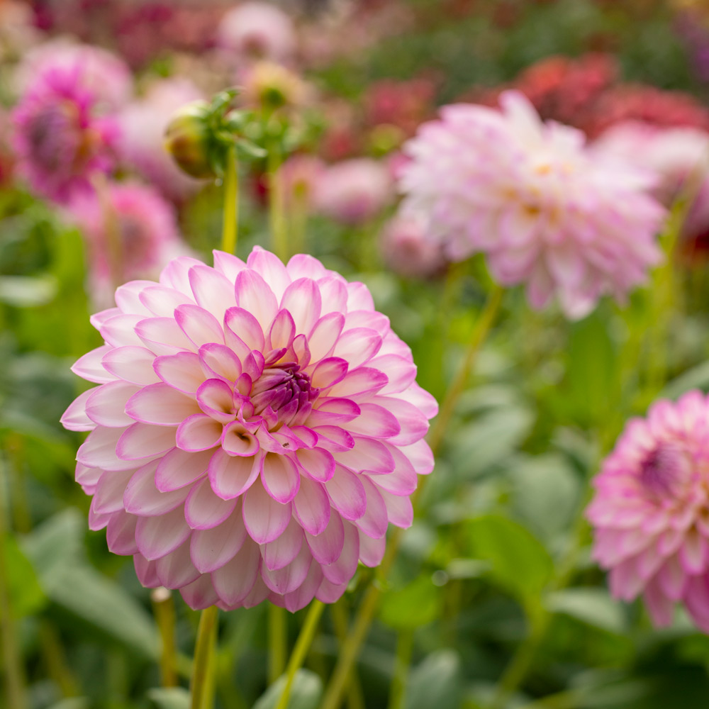 Dahlia 'Arbatax' | White Flower Farm