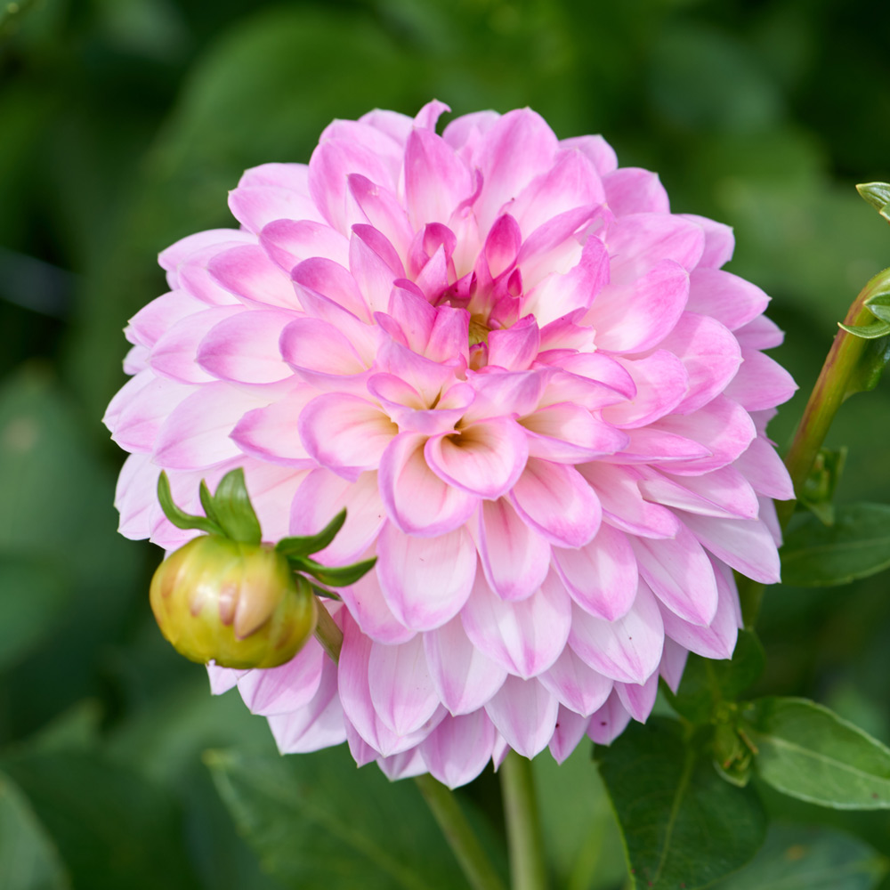 Dahlia 'Arbatax' | White Flower Farm