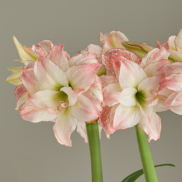 Amaryllis 'Aphrodite' | White Flower Farm