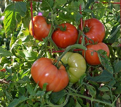 Tomato 'Tycoon' | White Flower Farm