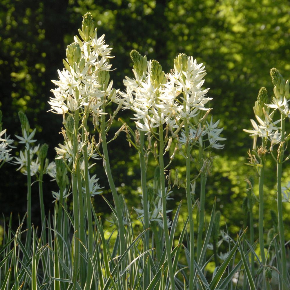 Camassia leichtlinii 'Sacajawea' | White Flower Farm