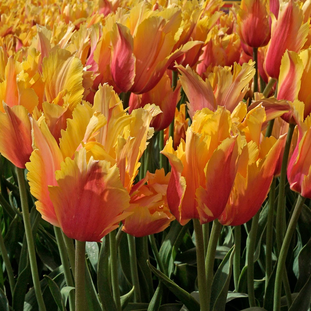 Tulip 'Flaming Memory' | White Flower Farm