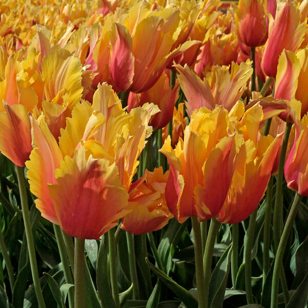 Tulip 'Flaming Memory' | White Flower Farm