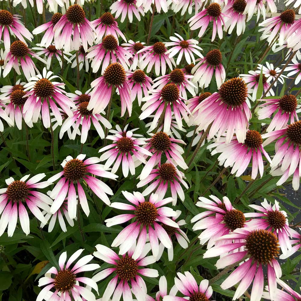 Echinacea Pretty Parasols | White Flower Farm