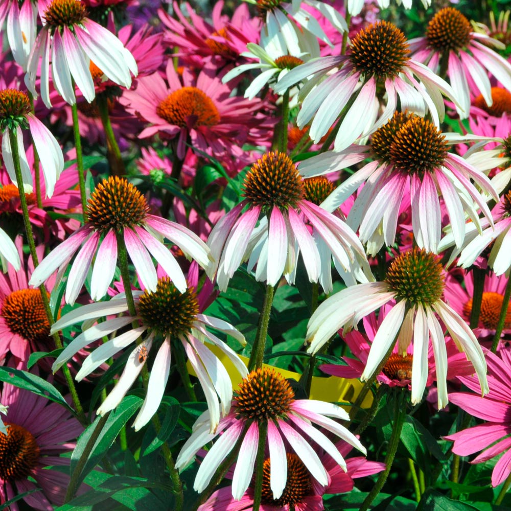 Echinacea Pretty Parasols | White Flower Farm