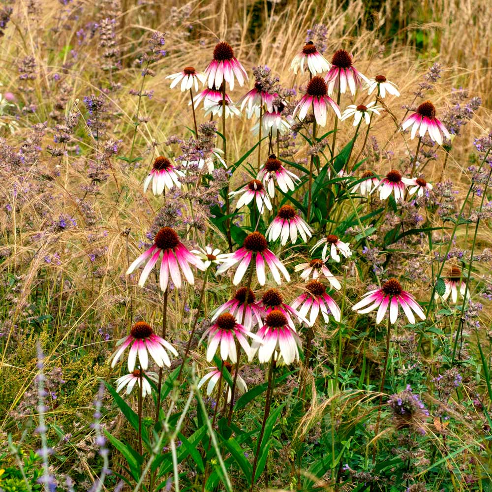 Echinacea Pretty Parasols | White Flower Farm