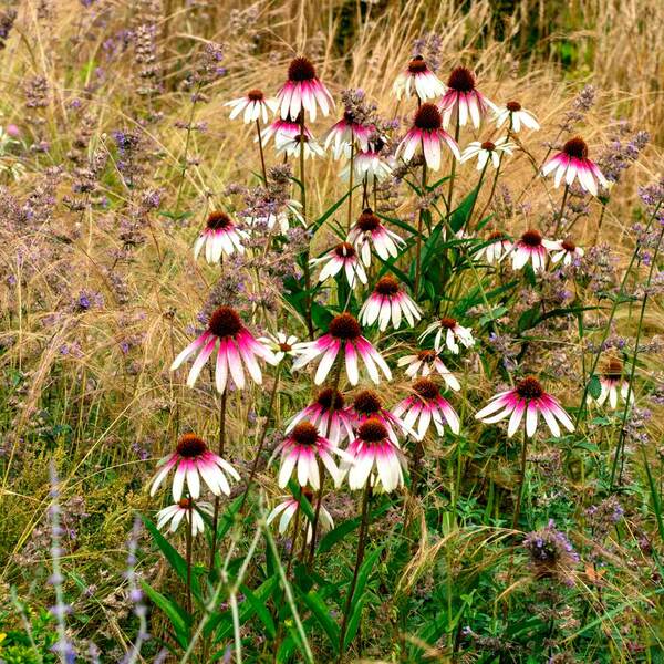 Echinacea Pretty Parasols | White Flower Farm