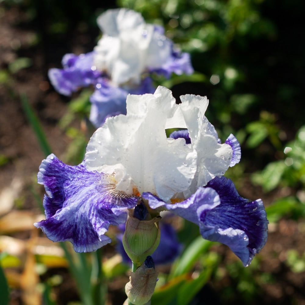 Pride of the Border Bicolor Iris Collection - 4 plants | White Flower Farm