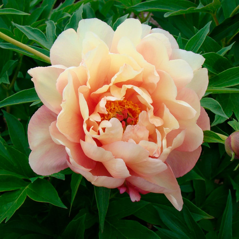 orange tree peony