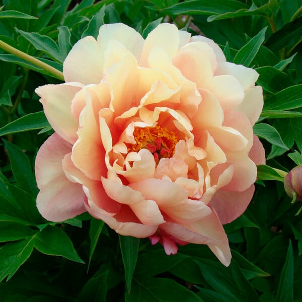 Peony Garden Candy® Summer Sunset™ - Itoh Peony | White Flower Farm