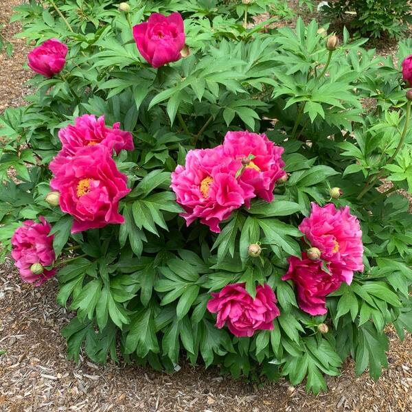 Peony Garden Candy® Evie Jane™ - Itoh Peony | White Flower Farm