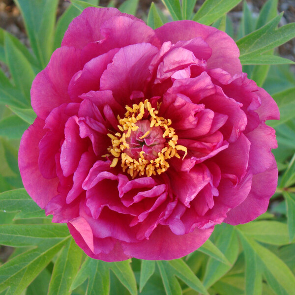 Peony Garden Candy® Evie Jane™ - Itoh Peony | White Flower Farm