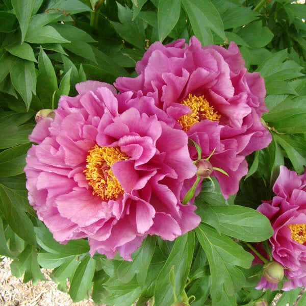 Peony Garden Candy® Evie Jane™ - Itoh Peony | White Flower Farm