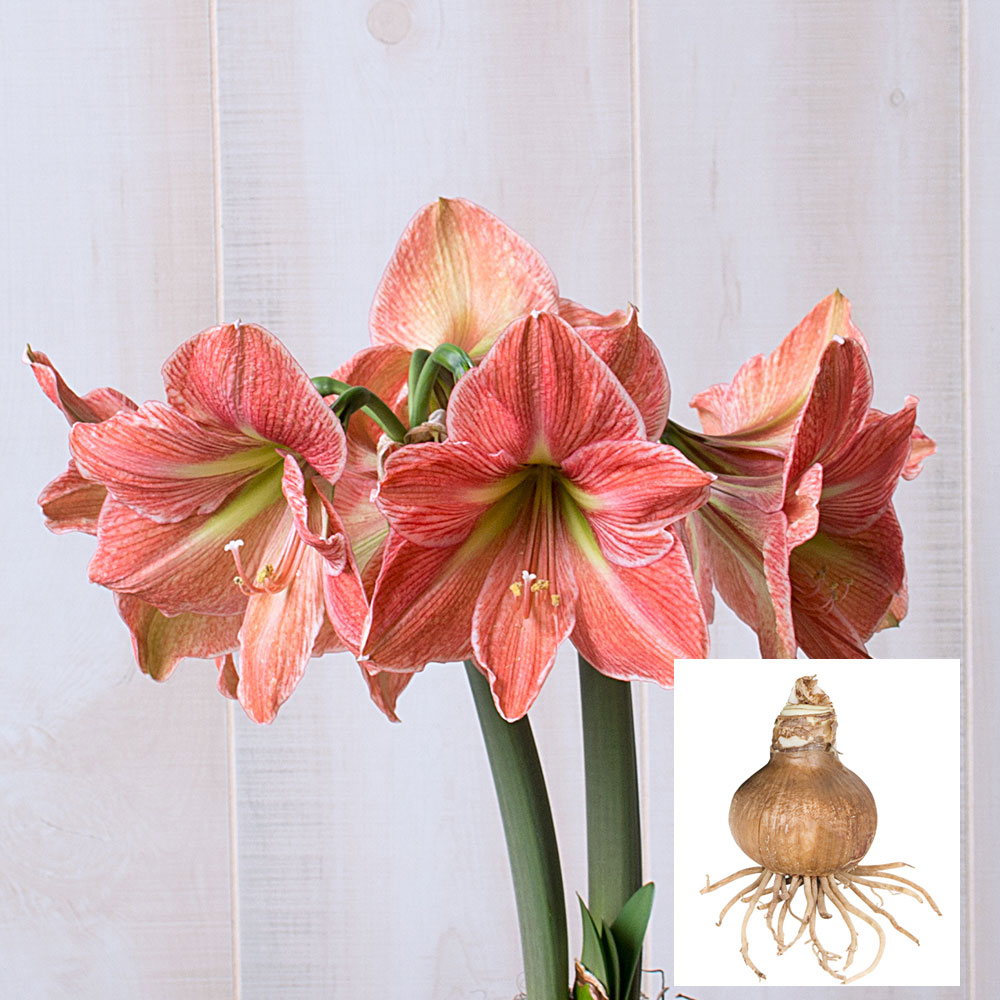 Amaryllis 'Terracotta Star' | White Flower Farm