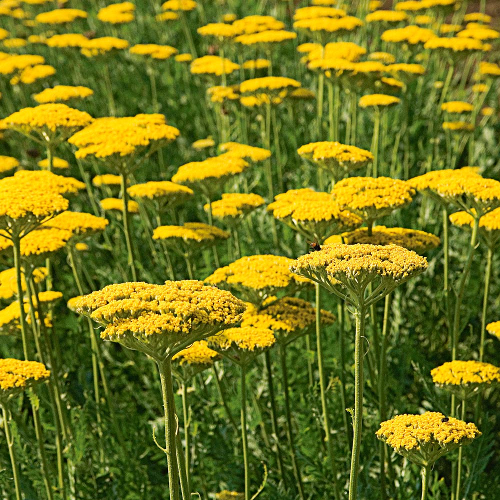Achillea filipendulina 'Gold Plate' | White Flower Farm