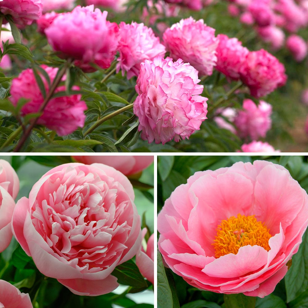 Uncommon Treasures Peony Trio | White Flower Farm