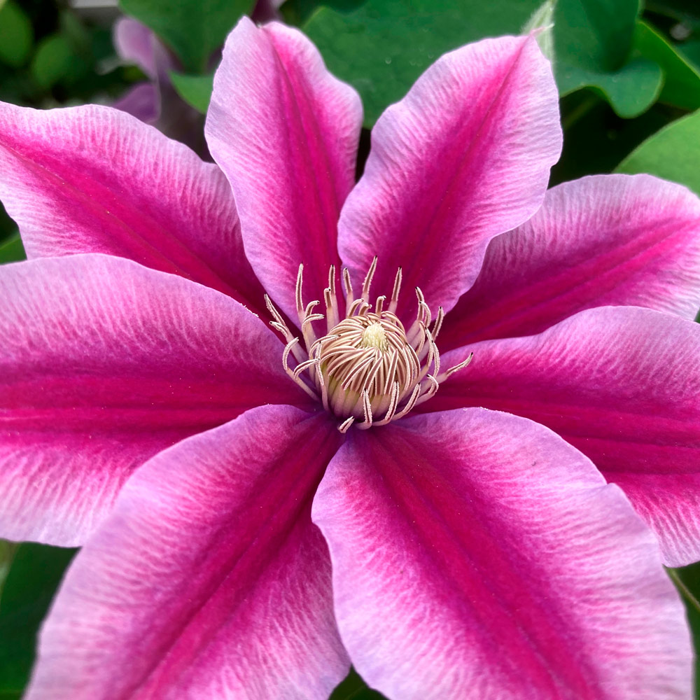 Clematis Poseidon™ Boulevard® | White Flower Farm