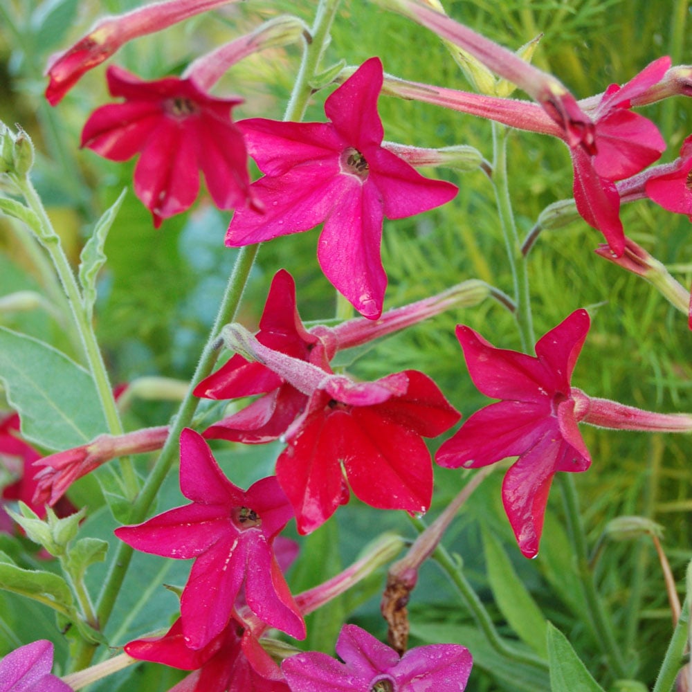 Nicotiana Alata Native Range