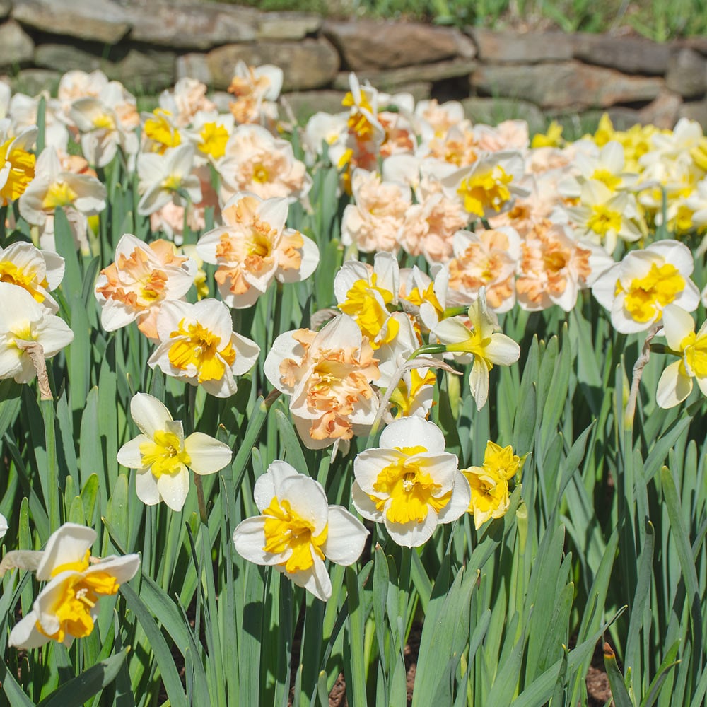 A Mix of Butterfly Daffodils | White Flower Farm