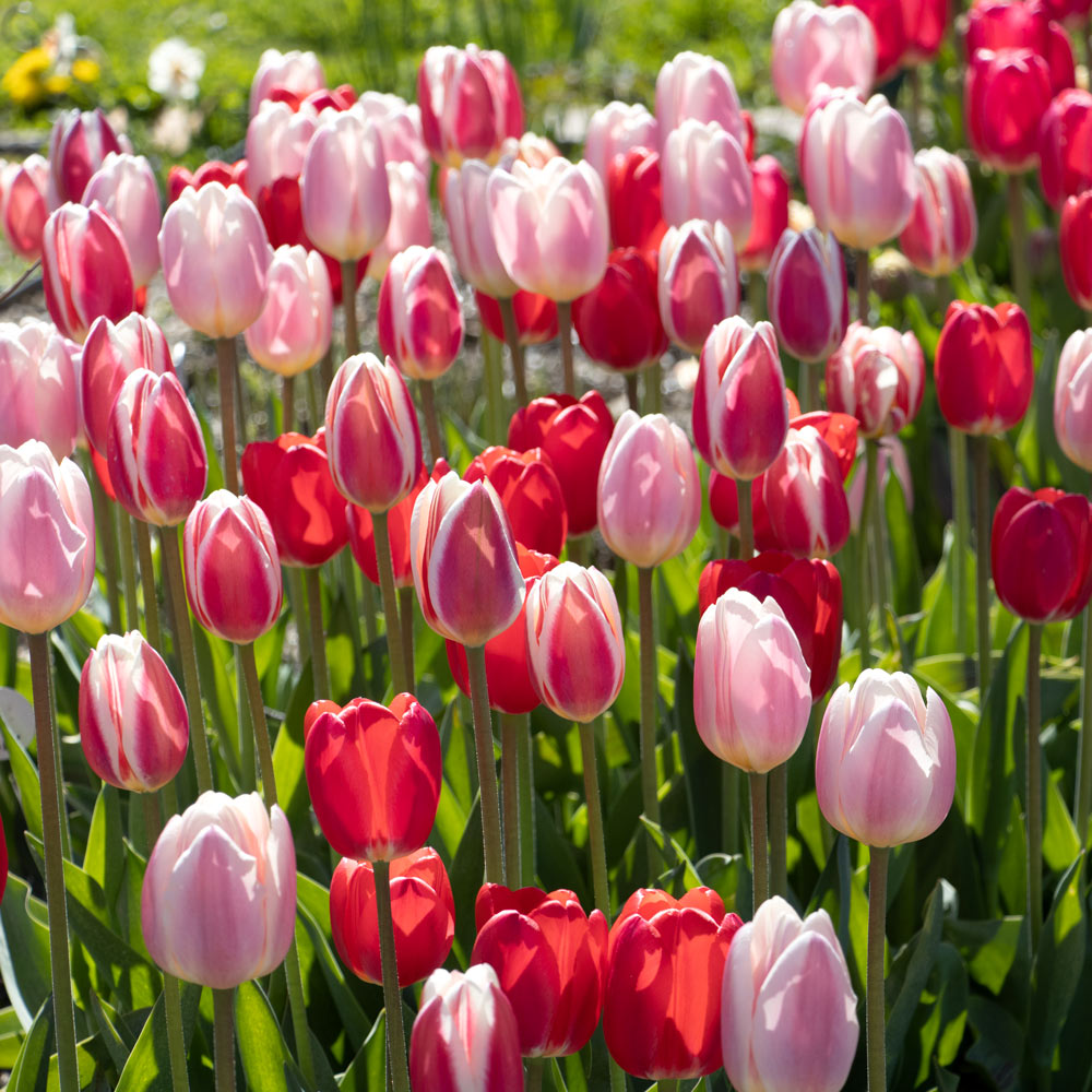 Tulip Delight Mix | White Flower Farm