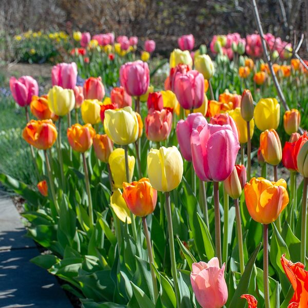 White Flower Farm Classic Perennial Tulip Mix | White Flower Farm