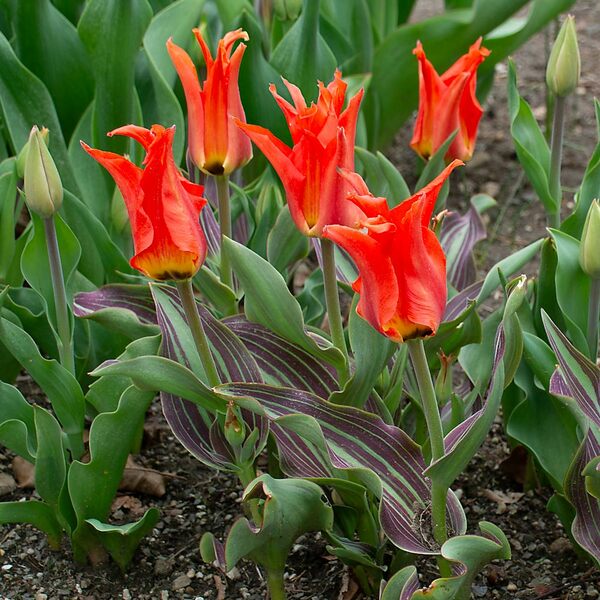 Tulip 'Rigas Barikades' | White Flower Farm