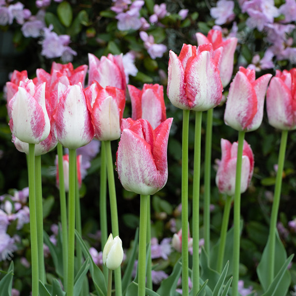 Tulip 'Beauty Trend' | White Flower Farm