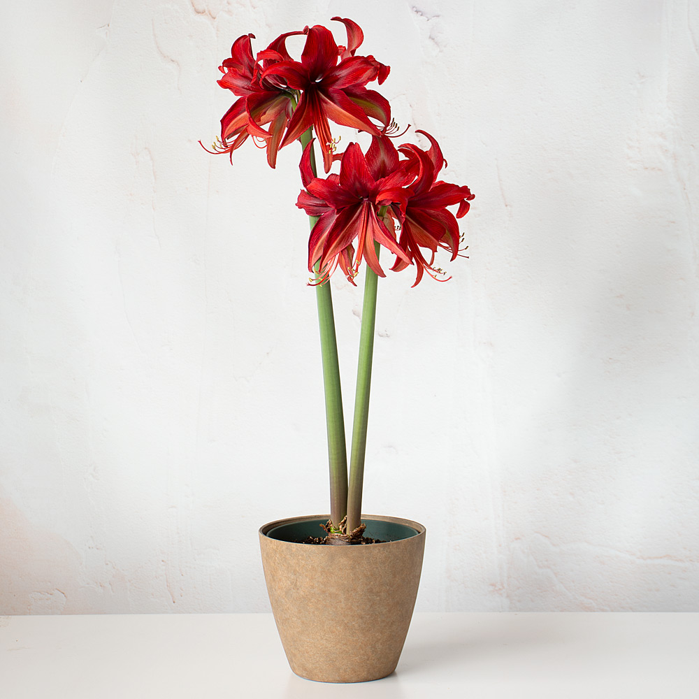 Amaryllis 'Bogota' | White Flower Farm