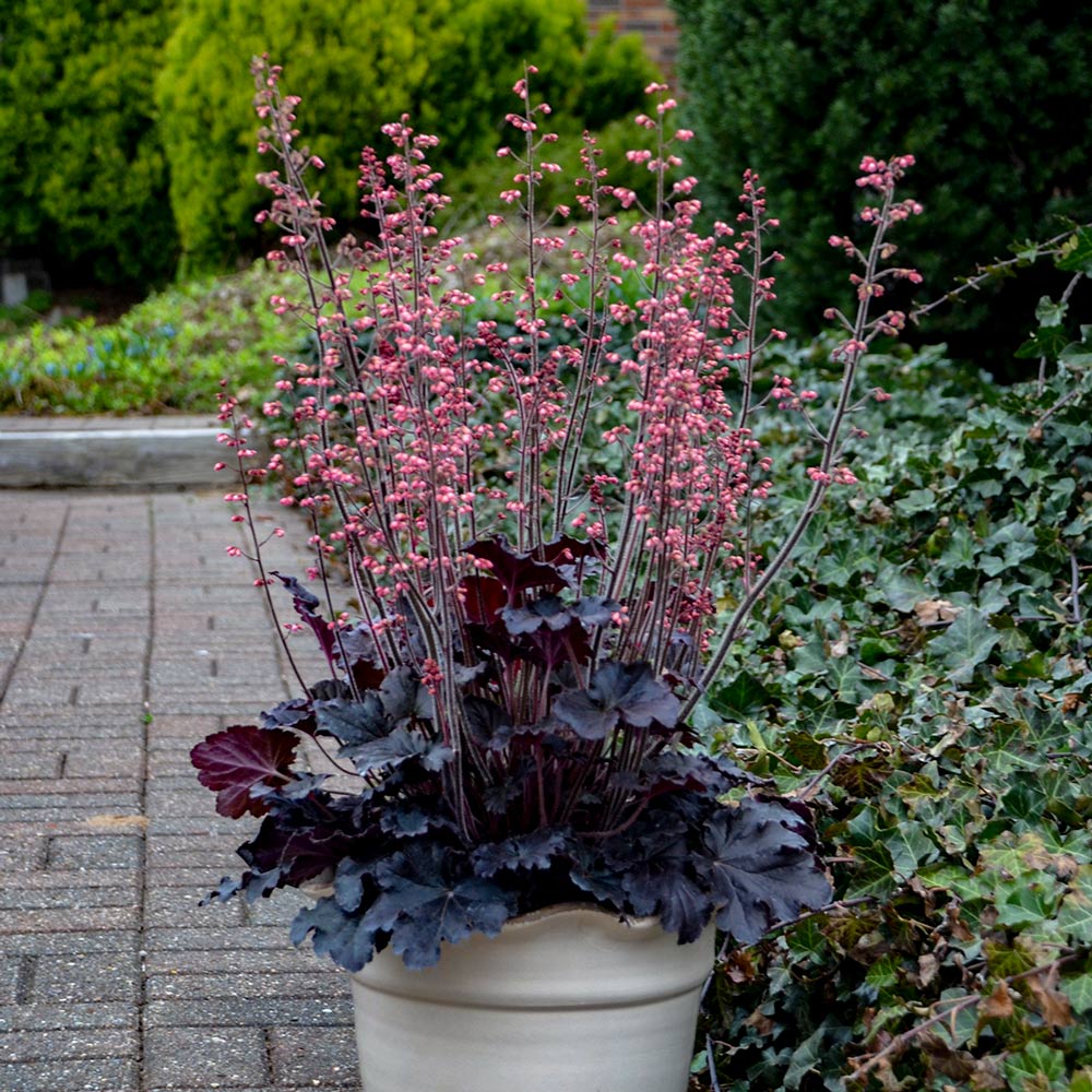 Heuchera Crazy Rasta