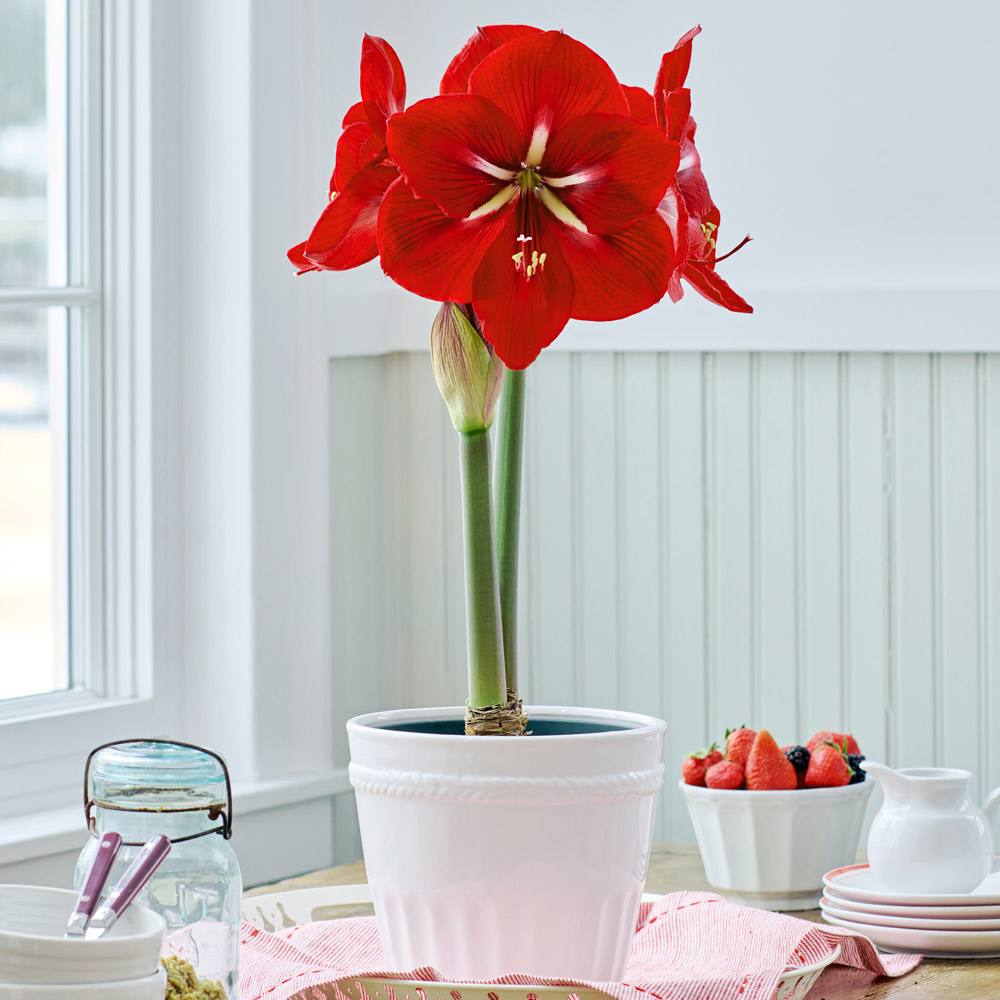 Red Amaryllis | White Flower Farm