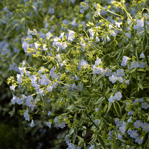 Polemonium reptans 'Stairway to Heaven' | White Flower Farm