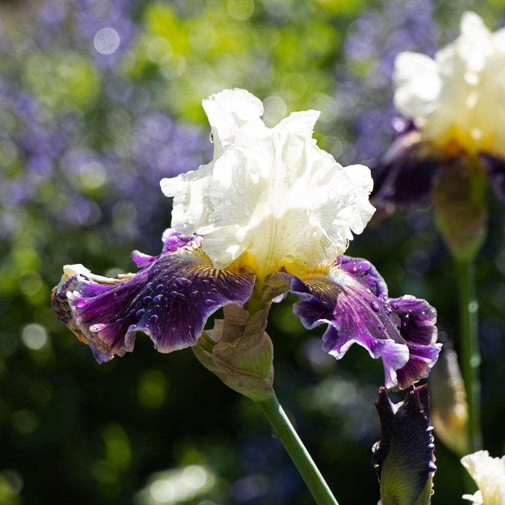 Iris germanica 'Frenchglen' | White Flower Farm