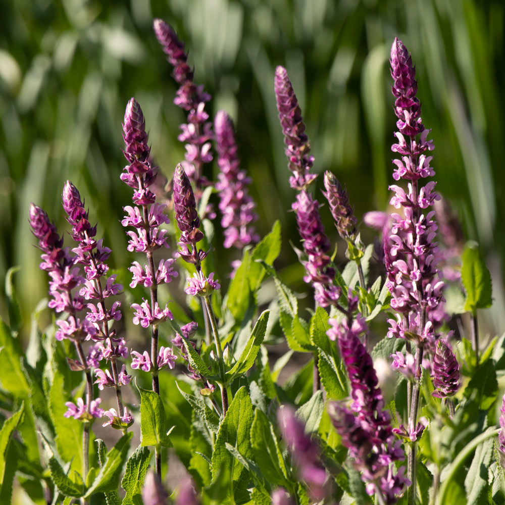 Salvia nemorosa Caradonna Pink Inspiration | White Flower Farm