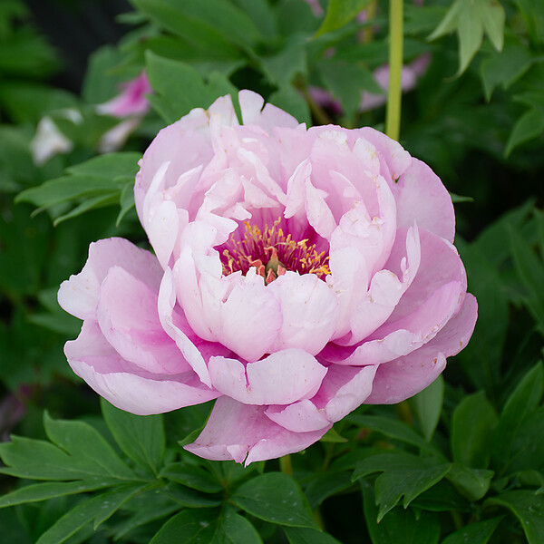 Peony 'Morning Lilac' - Itoh Peony | White Flower Farm