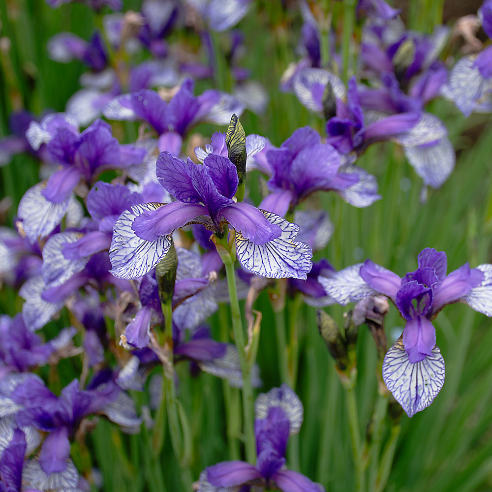 Iris sibirica 'Flight of Butterflies' | White Flower Farm