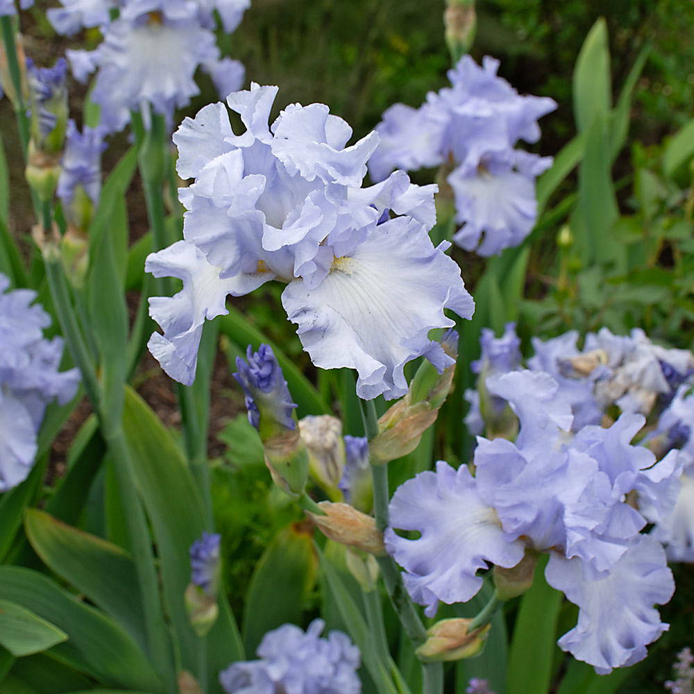 Iris germanica 'Absolute Treasure' | White Flower Farm