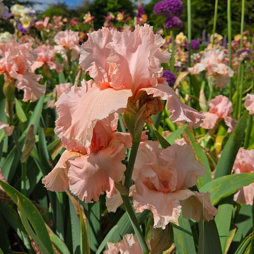 Iris germanica 'Angel's Rest' | White Flower Farm