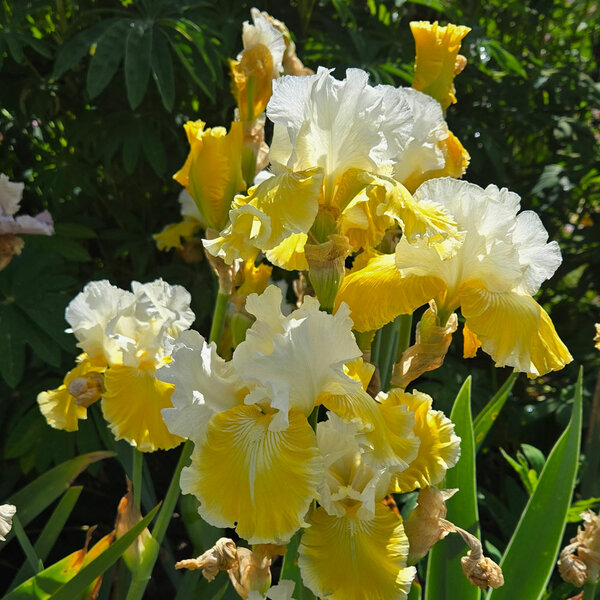 Iris germanica 'Lemon Cloud' | White Flower Farm