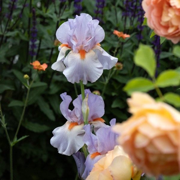 Iris germanica 'Snappy Dresser' | White Flower Farm
