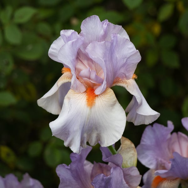 Iris germanica 'Snappy Dresser' | White Flower Farm