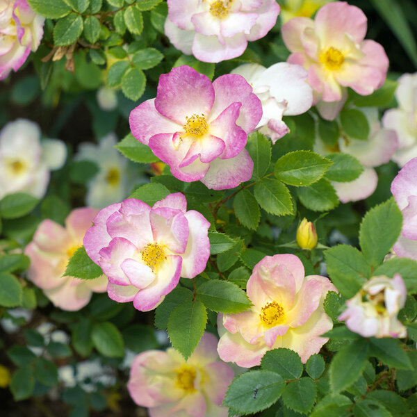 Rose Peach Lemonade® | White Flower Farm