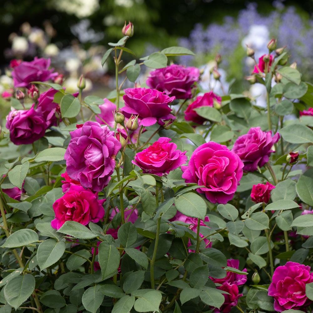 Rose Brindabella™ Purple Prince | White Flower Farm