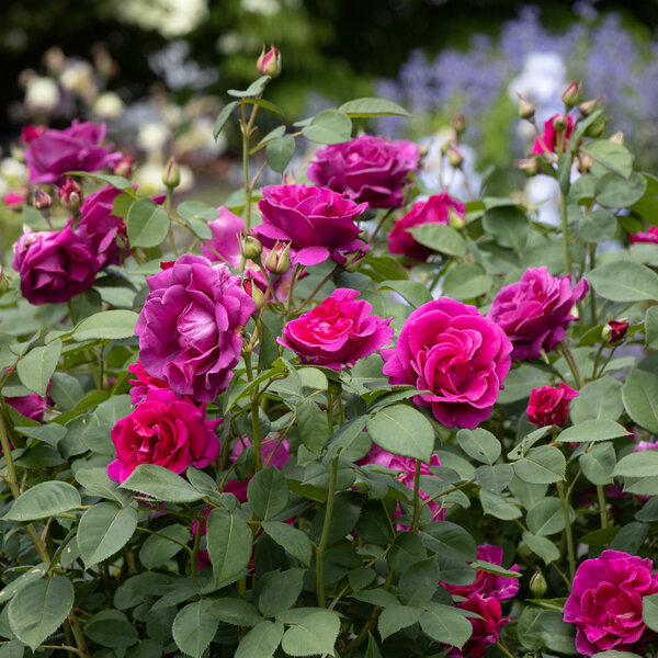 Rose Brindabella™ Purple Prince | White Flower Farm