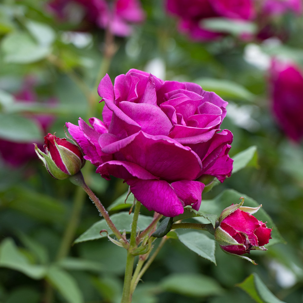 Rose Brindabella™ Purple Prince | White Flower Farm